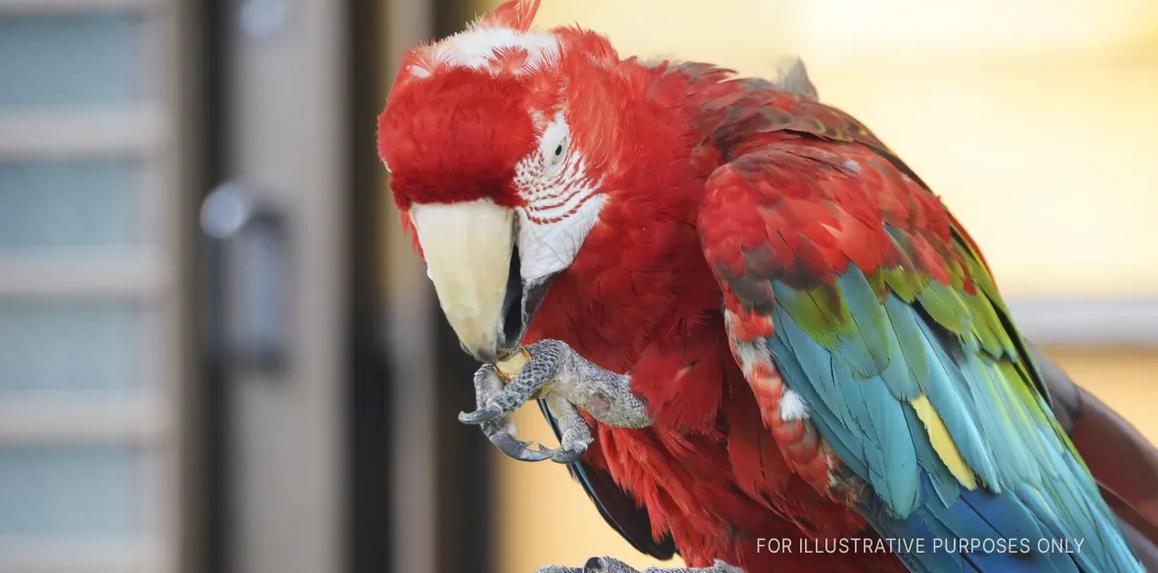 Story of the Day: Boy Finds Hatch with Coded Lock in Late Gran's Home ...