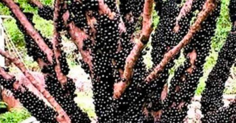 An Energizing Fruit with Multiple Uses - Top Stories