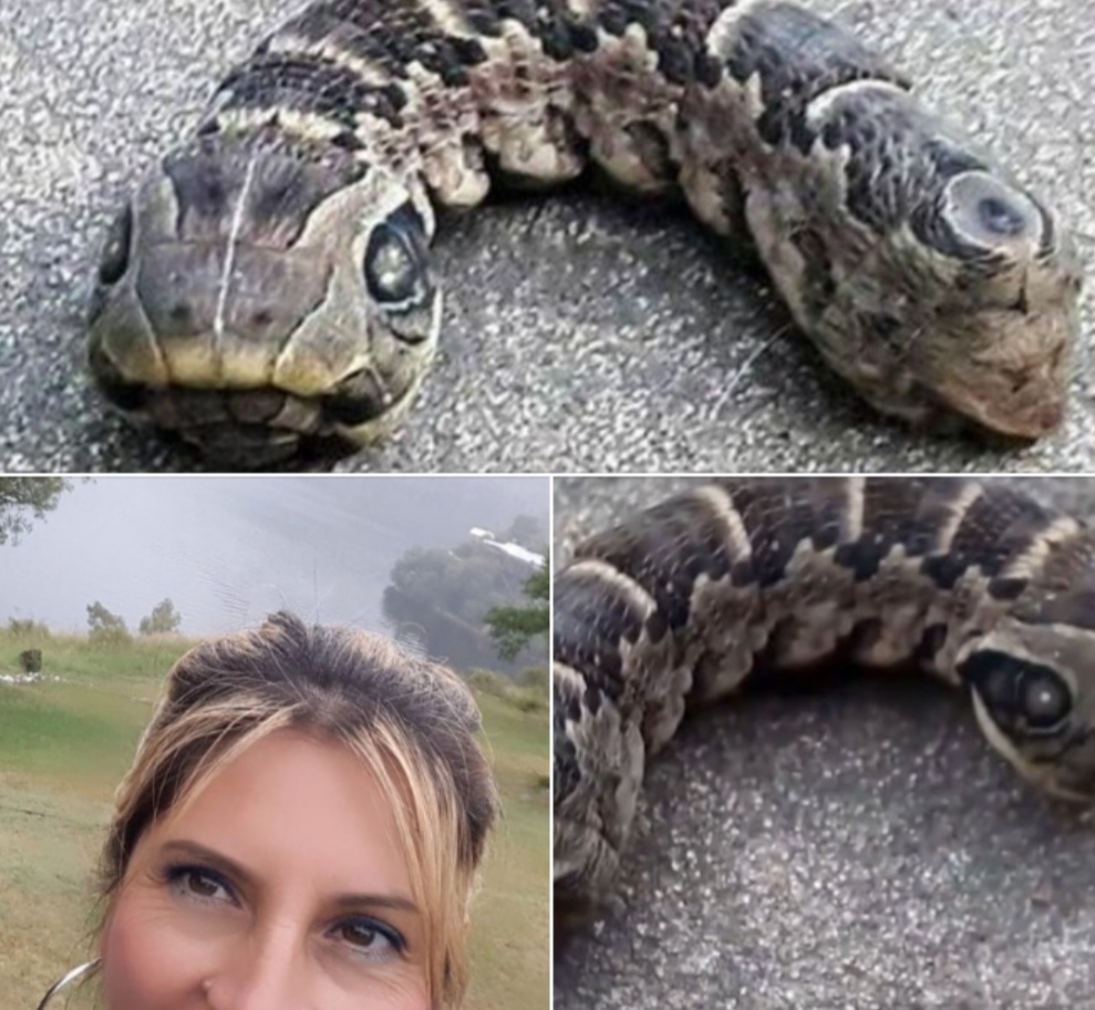 Woman discovers strange snake, like creature, you won’t believe what it ...