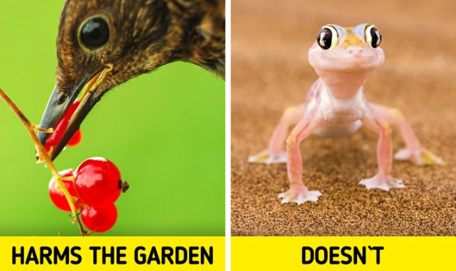 Why You Should Never Chase Away This Creature If You Find One Inside ...