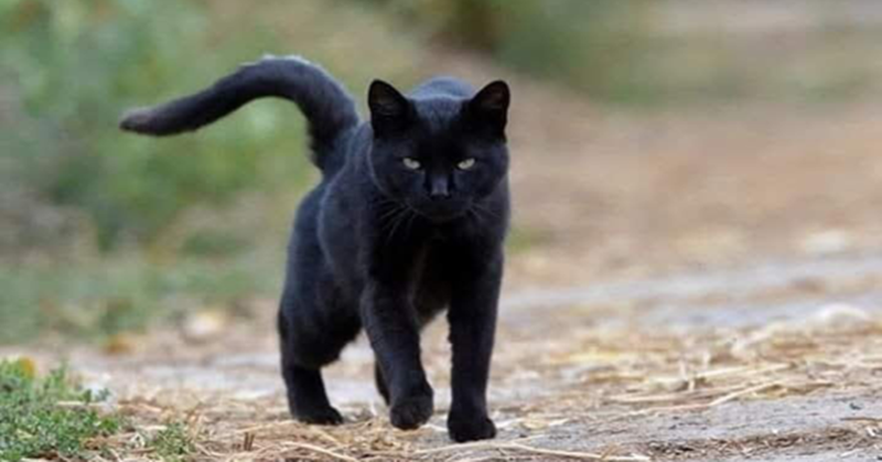 What does it mean to meet a black cat? - Top Stories